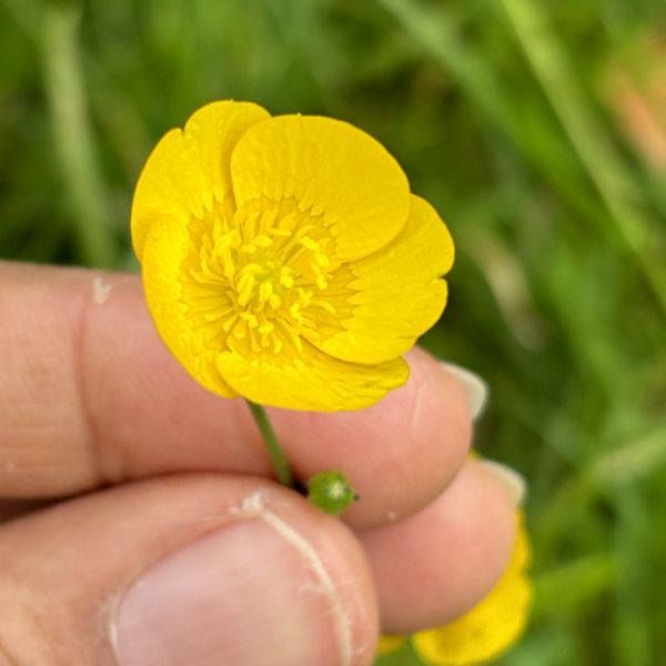 Ranunculus repens | Creeping buttercup - Weeds | Wild plants