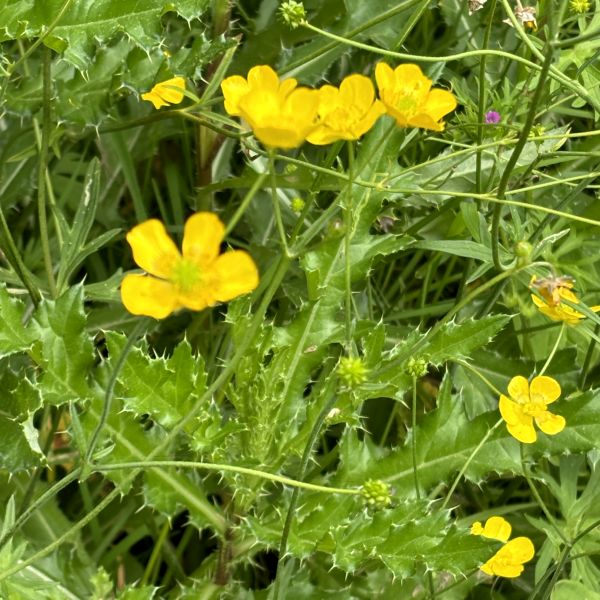 Ranunculus repens | Creeping buttercup - Weeds | Wild plants
