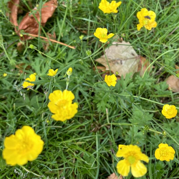 Ranunculus repens | Creeping buttercup - Weeds | Wild plants