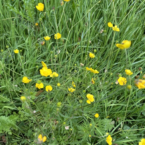 Ranunculus repens | Creeping buttercup - Weeds | Wild plants