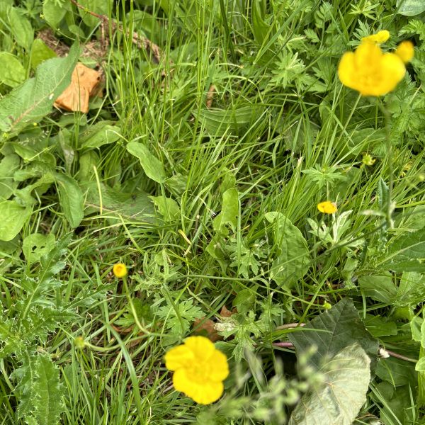Ranunculus repens | Creeping buttercup - Weeds | Wild plants