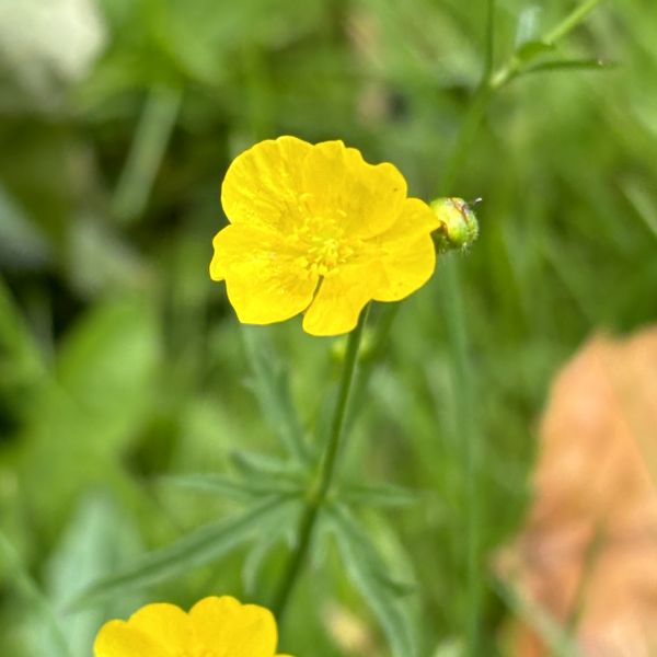 Ranunculus repens | Creeping buttercup - Weeds | Wild plants