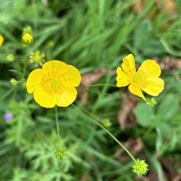 Ranunculus repens | Creeping buttercup - Weeds | Wild plants