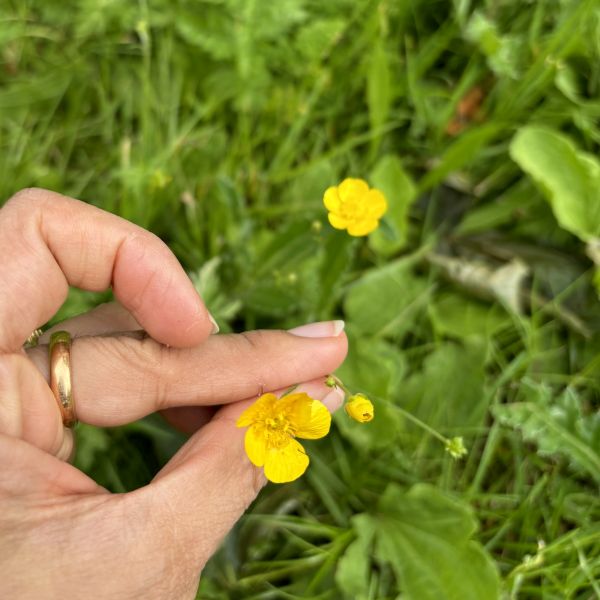 Ranunculus repens | Creeping buttercup - Weeds | Wild plants