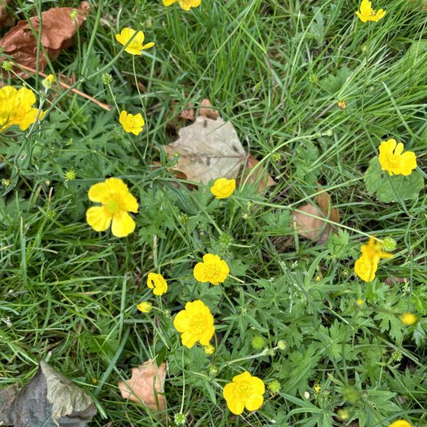 Ranunculus repens | Creeping buttercup - Weeds | Wild plants