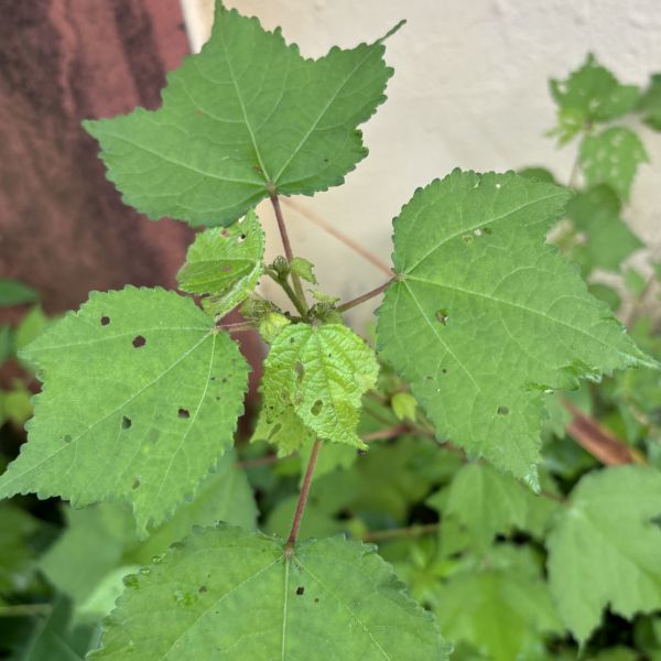 Triumfetta rhomboidea | Burr bush - Wild plants | Indian weeds