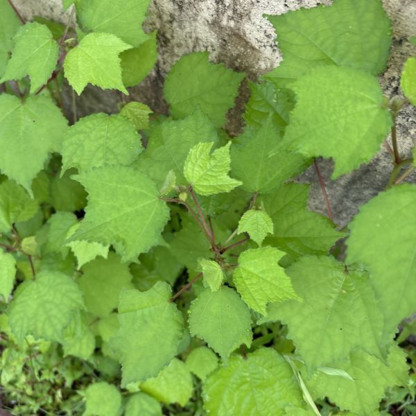Triumfetta rhomboidea | Burr bush - Wild plants | Indian weeds