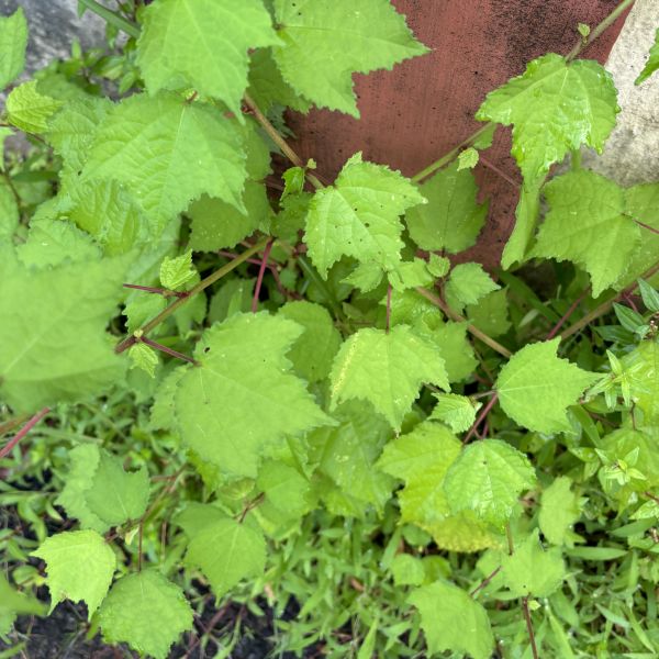 Triumfetta rhomboidea | Burr bush - Wild plants | Indian weeds