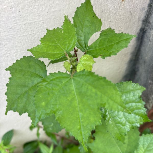 Triumfetta rhomboidea | Burr bush - Wild plants | Indian weeds