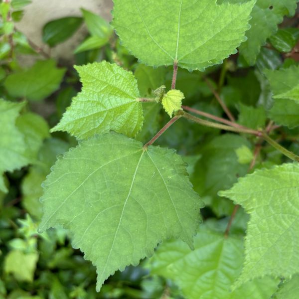 Triumfetta rhomboidea | Burr bush - Wild plants | Indian weeds