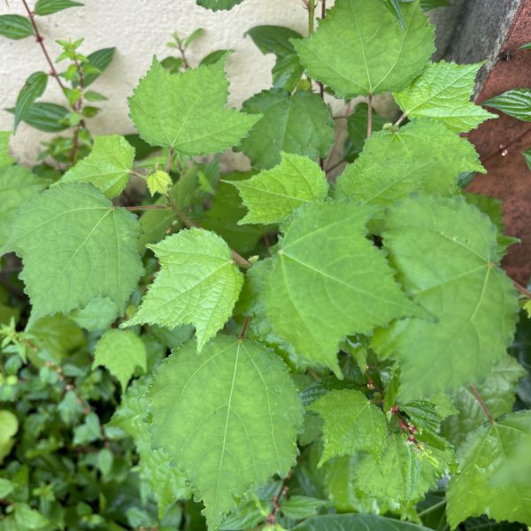 Triumfetta rhomboidea | Burr bush - Wild plants | Indian weeds
