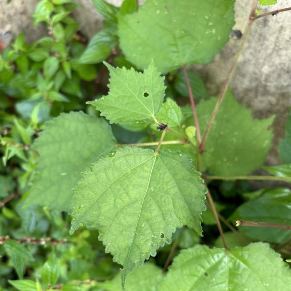 Triumfetta rhomboidea | Burr bush - Wild plants | Indian weeds