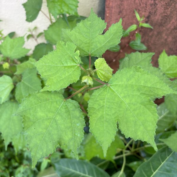 Triumfetta rhomboidea | Burr bush - Wild plants | Indian weeds