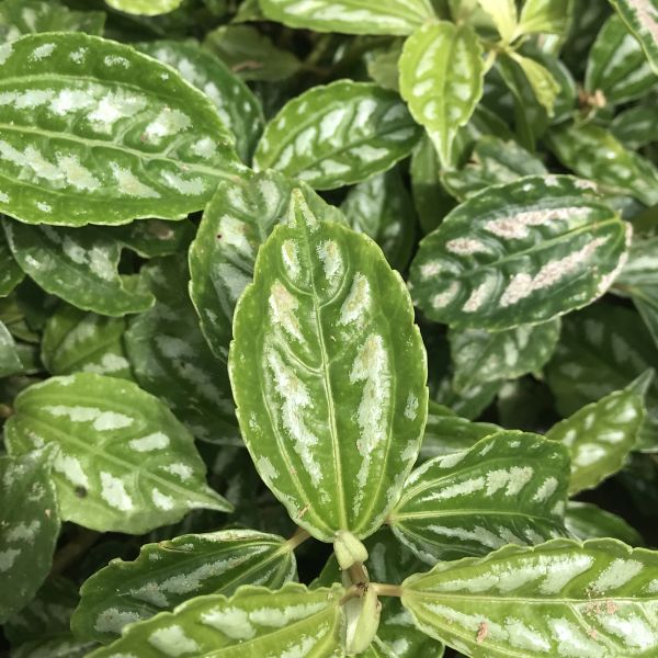 Pilea cadierei | Aluminium plant - Indian plants | Leafy plants