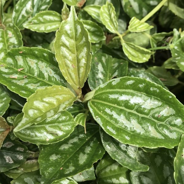 Pilea cadierei | Aluminium plant - Indian plants | Leafy plants