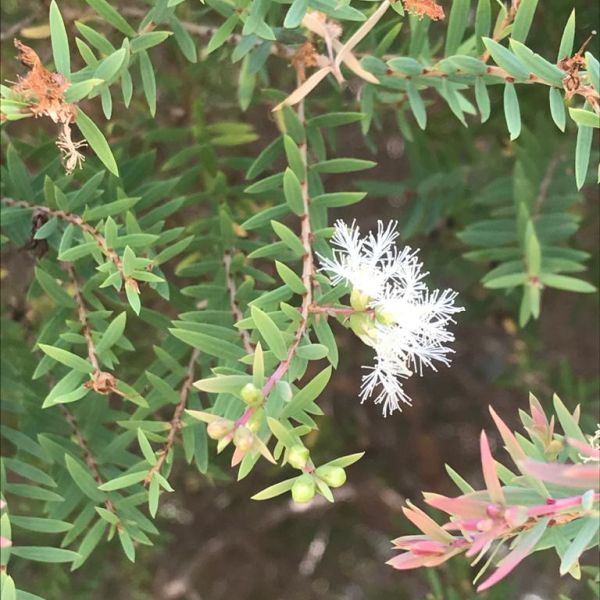 Melaleuca linariifolia | Narrow-leaved paperbark - Garden trees