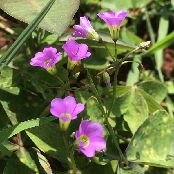 Oxalis latifolia | Broadleaf woodsorrel - Indian weeds | Wild plants