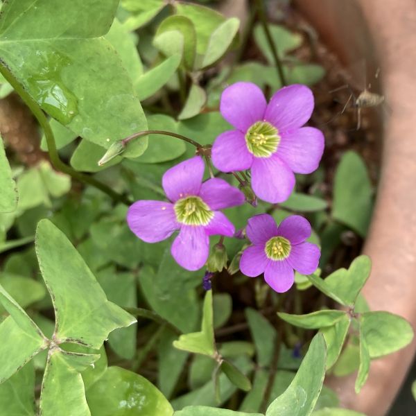 Oxalis latifolia | Broadleaf woodsorrel - Indian weeds | Wild plants
