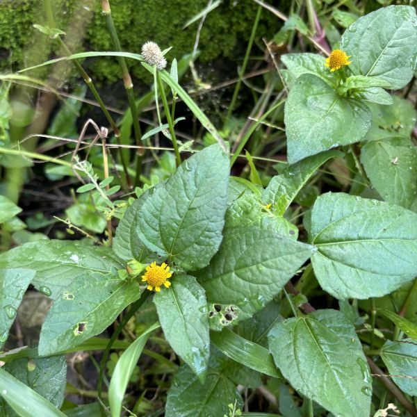 Acmella paniculata | Toothache plant - Indian weeds, Wild plants