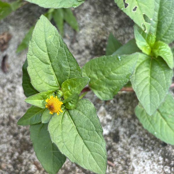 Acmella paniculata | Toothache plant - Indian weeds, Wild plants
