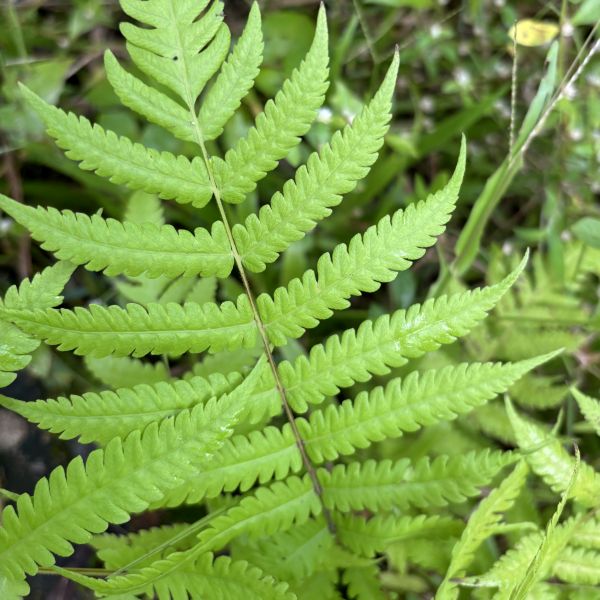 Christella dentata | Toothed maiden fern - Garden plants | Leafy plants