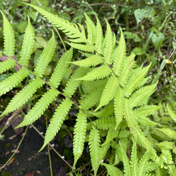 Christella dentata | Toothed maiden fern - Garden plants | Leafy plants