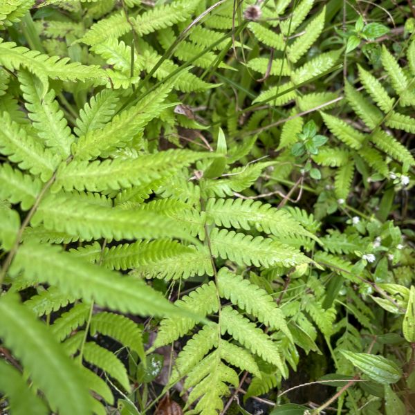 Christella dentata | Toothed maiden fern - Garden plants | Leafy plants