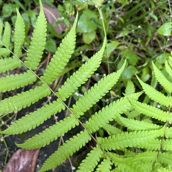 Christella dentata | Toothed maiden fern - Garden plants | Leafy plants