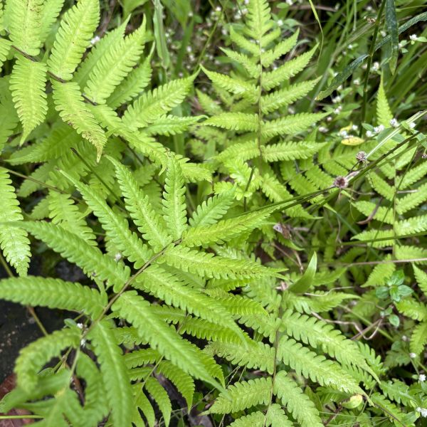 Leafy plants | Garden plants of India | Indian plants