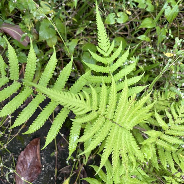 Christella dentata | Toothed maiden fern - Garden plants | Leafy plants