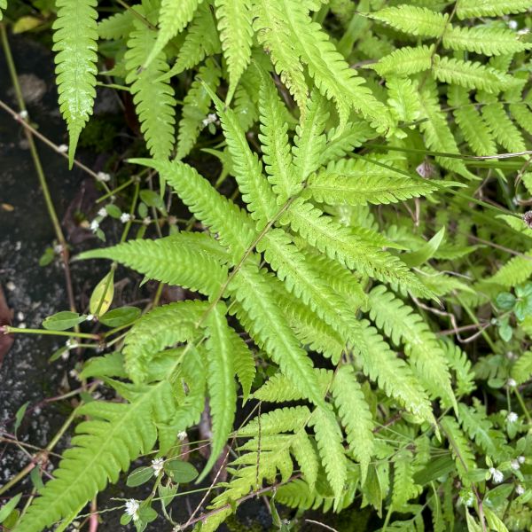 Christella dentata | Toothed maiden fern - Garden plants | Leafy plants