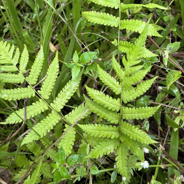Christella dentata | Toothed maiden fern - Garden plants | Leafy plants