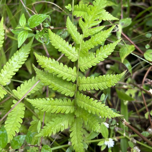 Christella dentata | Toothed maiden fern - Garden plants | Leafy plants