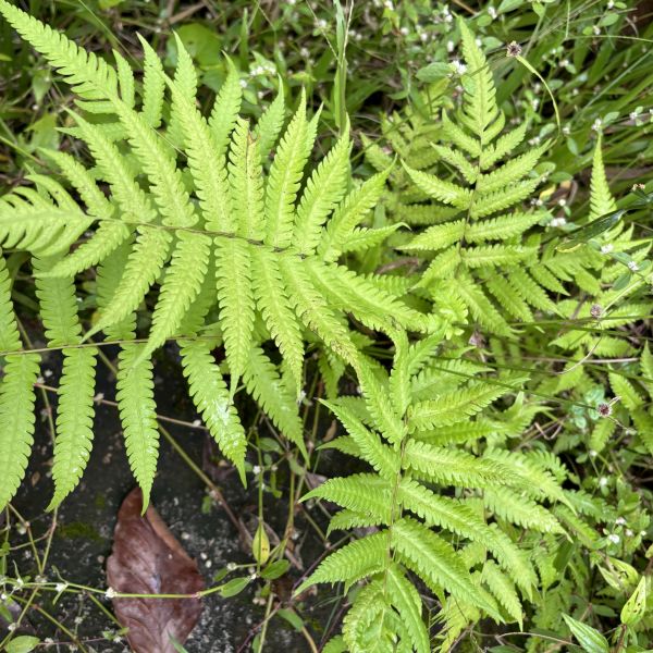 Christella dentata | Toothed maiden fern - Garden plants | Leafy plants