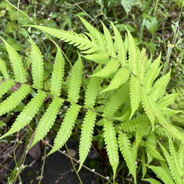 Christella dentata | Toothed maiden fern - Garden plants | Leafy plants