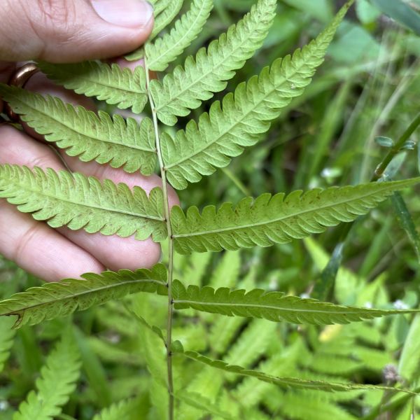 Christella dentata | Toothed maiden fern - Garden plants | Leafy plants