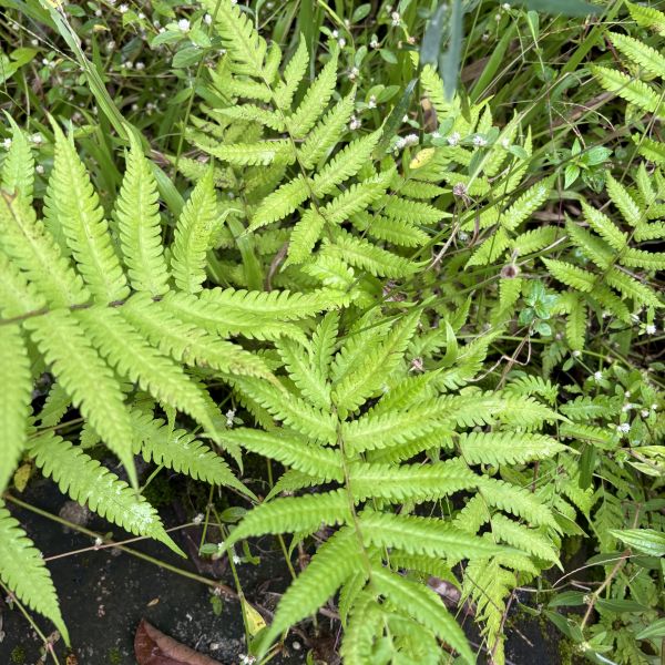 Christella dentata | Toothed maiden fern - Garden plants | Leafy plants