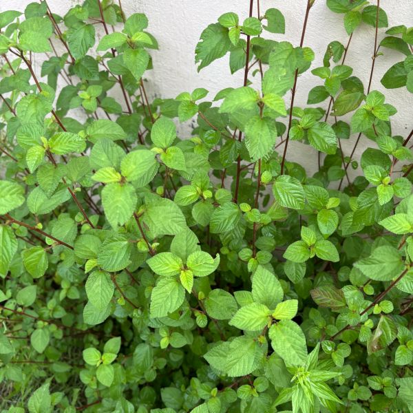 Corchorus aestuans | Wild jute - Wild plants | Weeds