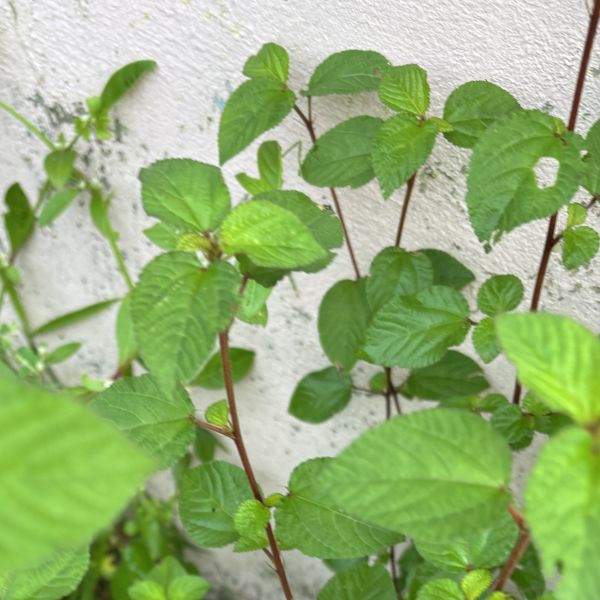 Corchorus aestuans | Wild jute - Wild plants | Weeds