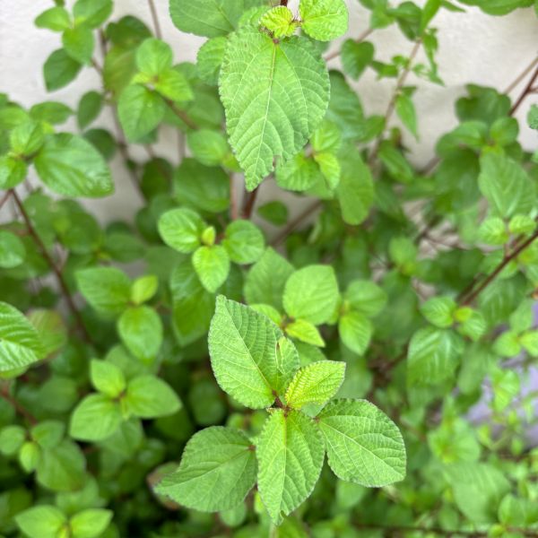 Corchorus aestuans | Wild jute - Wild plants | Weeds