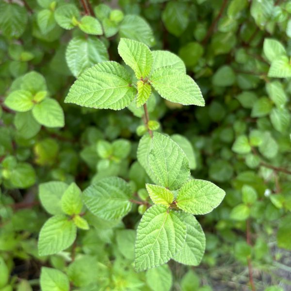 Corchorus aestuans | Wild jute - Wild plants | Weeds