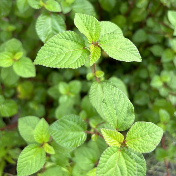 Corchorus aestuans | Wild jute - Wild plants | Weeds