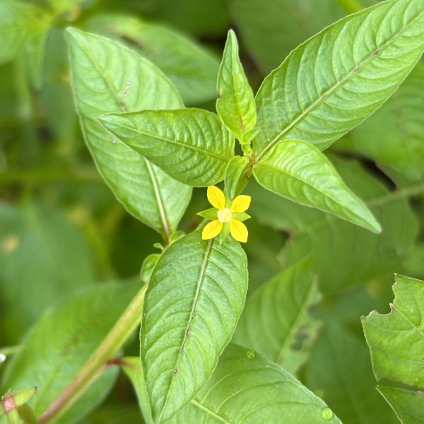 Ludwigia Hyssopifolia Powo