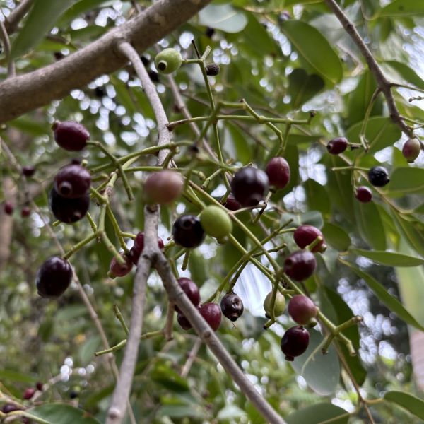 Syzygium cumini | Malabar Plum | Jamun - Indian Trees