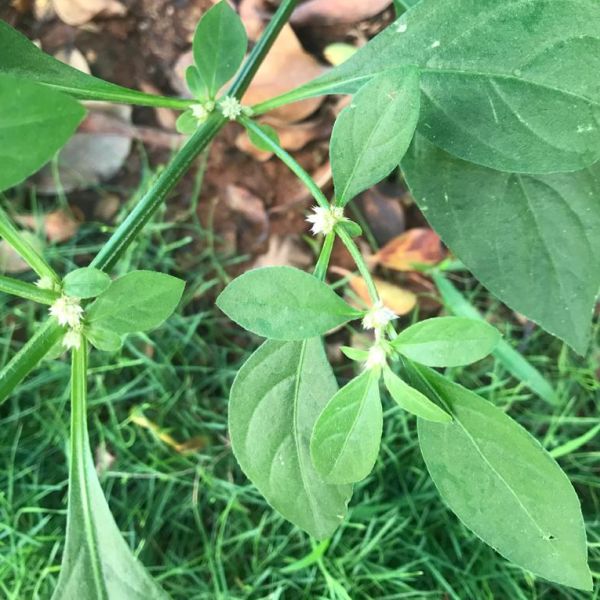Alternanthera Sessilis | Sessile joyweed | Dwarf copperleaf - Green Catalog