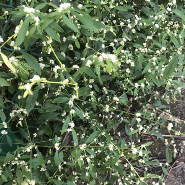 Alternanthera Sessilis | Sessile joyweed | Dwarf copperleaf - Green Catalog