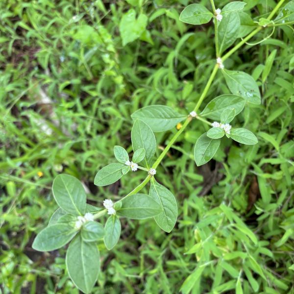 Alternanthera Sessilis | Sessile joyweed | Dwarf copperleaf - Green Catalog