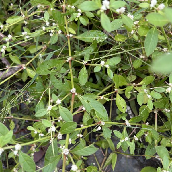 Alternanthera Sessilis | Sessile joyweed | Dwarf copperleaf - Green Catalog