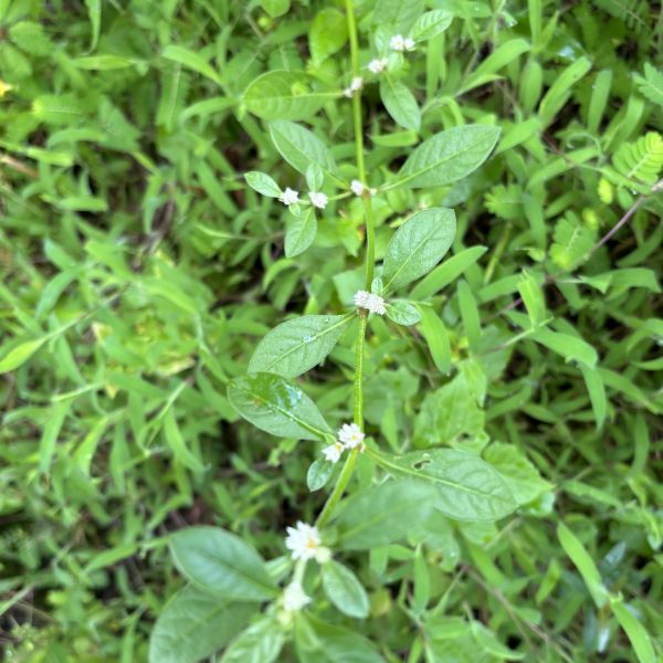 Alternanthera Sessilis | Sessile joyweed | Dwarf copperleaf - Green Catalog
