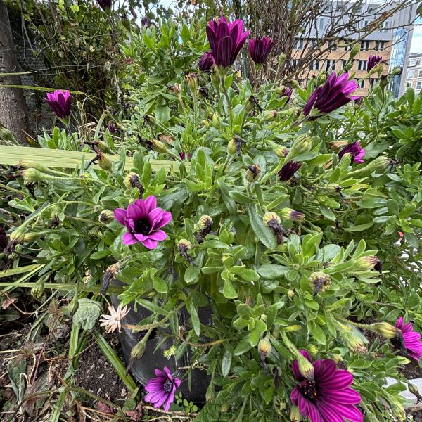 Dimorphotheca ecklonis | South African Daisy - Flowering plants
